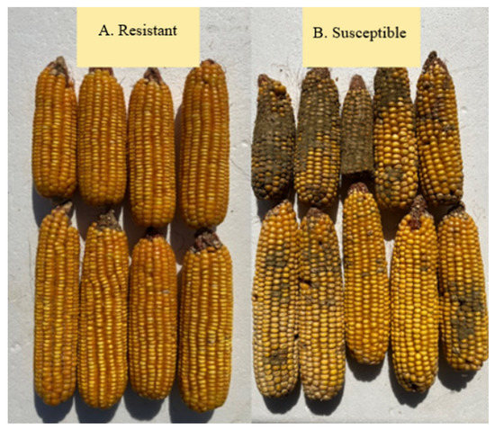 Comparative Analysis of Multiple GWAS Results Identifies Metabolic Pathways Associated with ...