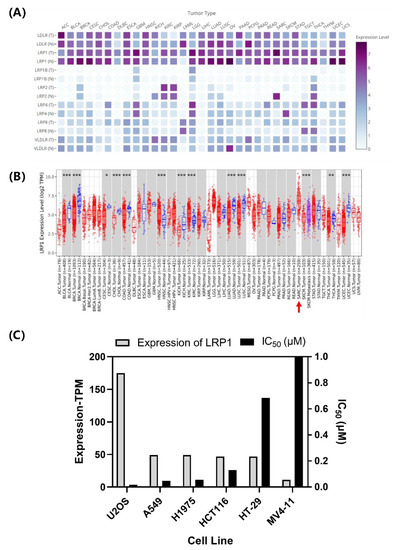 LRP1-Mediated Endocytosis May Be the Main Reason for the Difference in ...