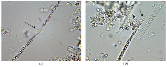 Cuspidothrix Is the First Genetically Proved Anatoxin A Producer in ...