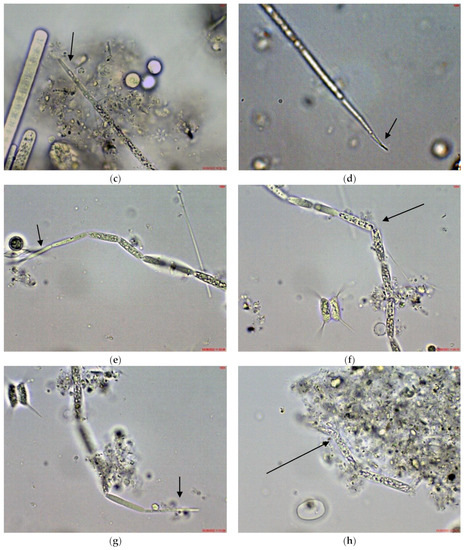 Cuspidothrix Is the First Genetically Proved Anatoxin A Producer in ...
