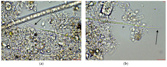 Cuspidothrix Is the First Genetically Proved Anatoxin A Producer in ...