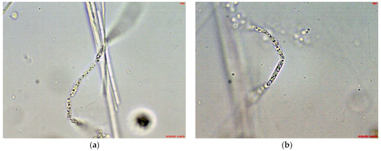 Cuspidothrix Is the First Genetically Proved Anatoxin A Producer in ...