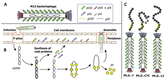 Small Peptides in the Detection of Mycotoxins and Their Potential ...