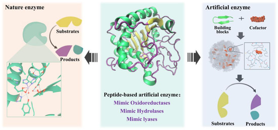 Small Peptides in the Detection of Mycotoxins and Their Potential ...