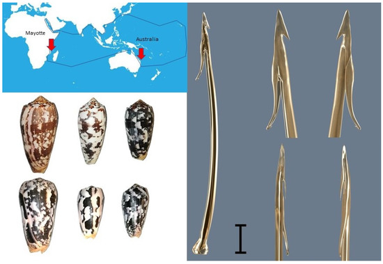 Proteomic Analysis of the Predatory Venom of Conus striatus Reveals ...