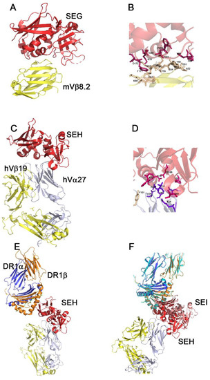Superantigens, a Paradox of the Immune Response