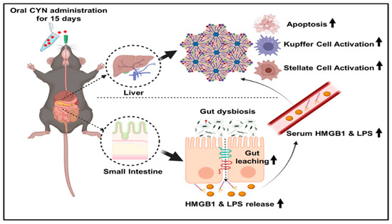 Subchronic Oral Cylindrospermopsin Exposure Alters the Host Gut ...