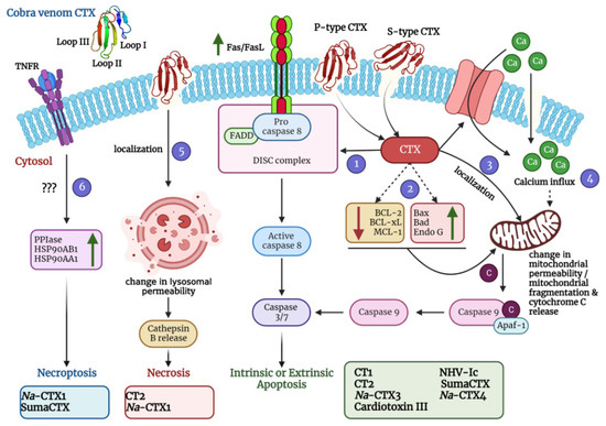 Current Insights in the Mechanisms of Cobra Venom Cytotoxins and Their ...