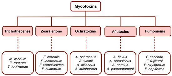 Toxins | Free Full-Text | Aflatoxins in Feed: Types, Metabolism, Health Consequences in Swine ...