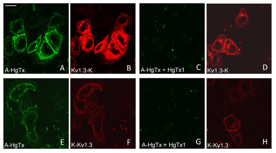 Combining mKate2-Kv1.3 Channel and Atto488-Hongotoxin for the Studies ...