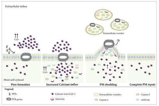 Toxins | Free Full-Text | Cells Responding to Closely Related ...