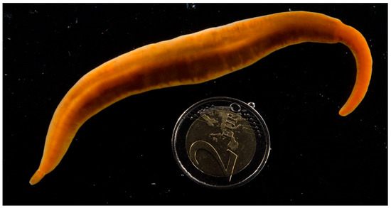 Discovery of the Nicotinic Receptor Toxin Anabaseine in a ...