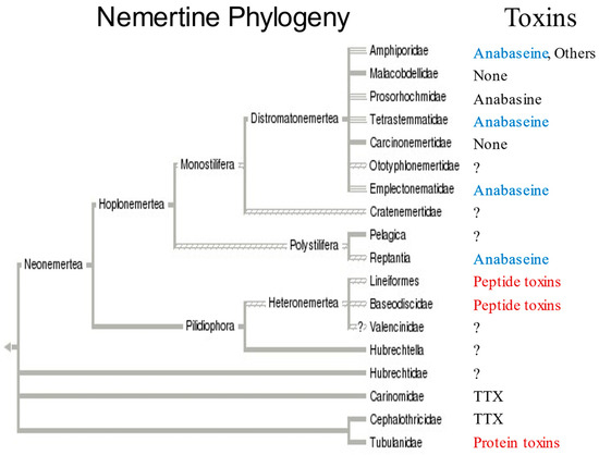 Discovery of the Nicotinic Receptor Toxin Anabaseine in a ...