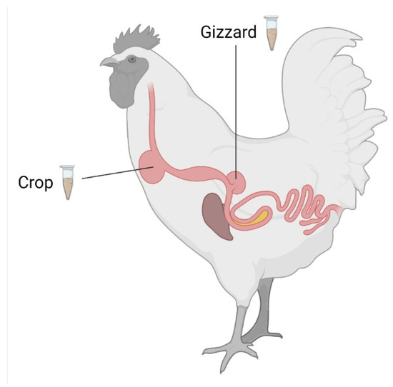 Enzymatic Degradation of Zearalenone in the Gastrointestinal Tract of ...