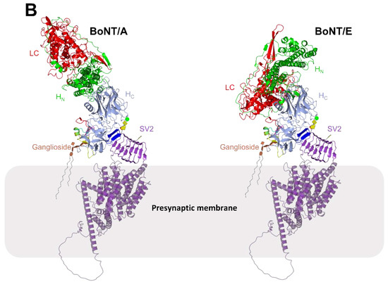 A Comprehensive Structural Analysis of Clostridium botulinum Neurotoxin ...