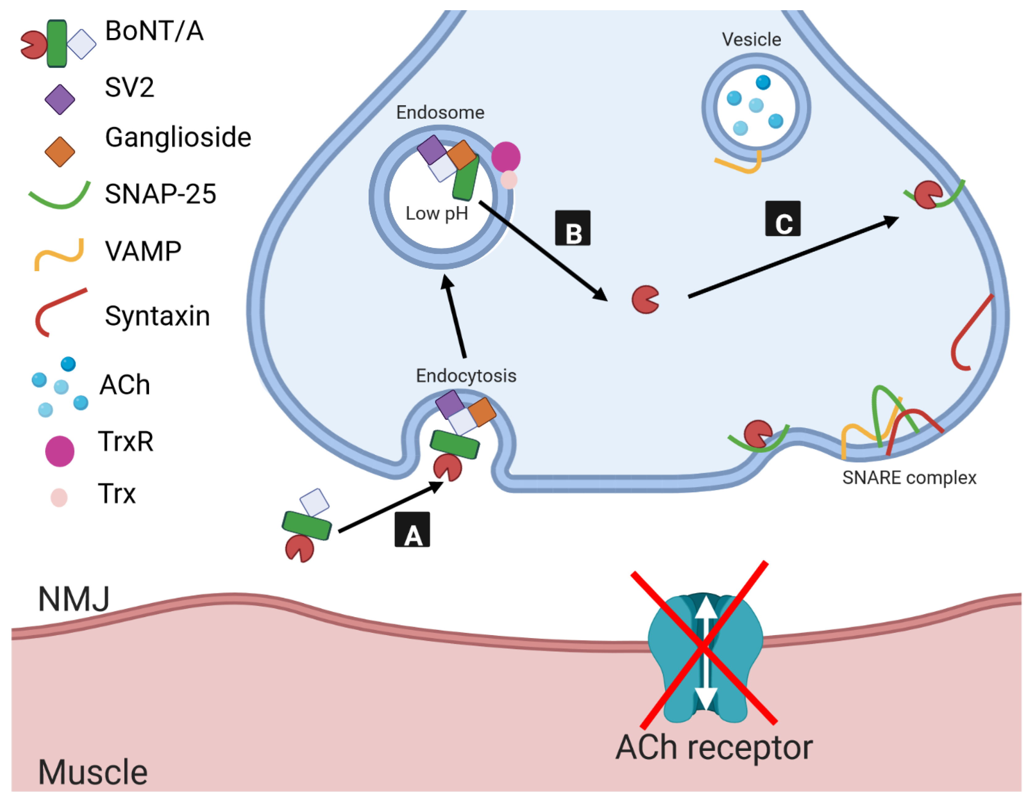 A Comprehensive Structural Analysis of Clostridium botulinum Neurotoxin ...