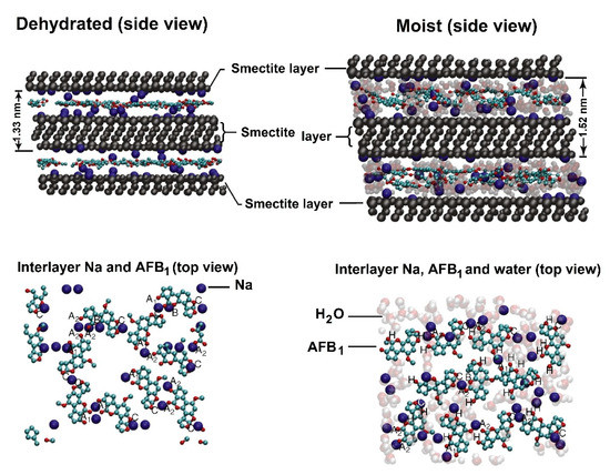 Toxins | Free Full-Text | Computational Studies of Aflatoxin B1 (AFB1 ...