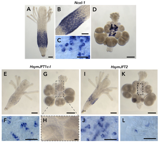 Toxins | Free Full-Text | Localization of Multiple Jellyfish Toxins ...