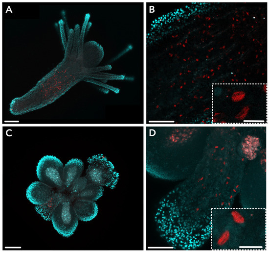Localization of Multiple Jellyfish Toxins Shows Specificity for ...