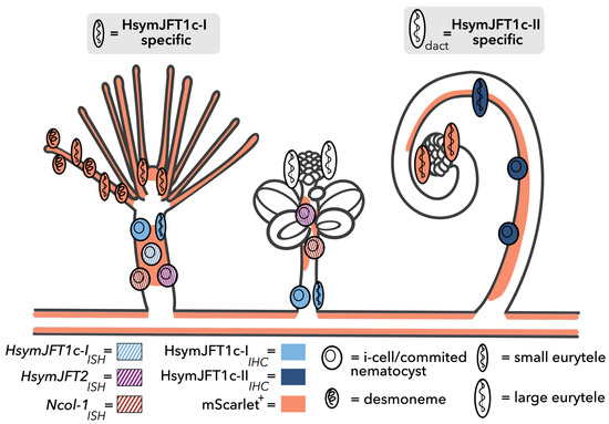 Toxins | Free Full-Text | Localization of Multiple Jellyfish Toxins ...