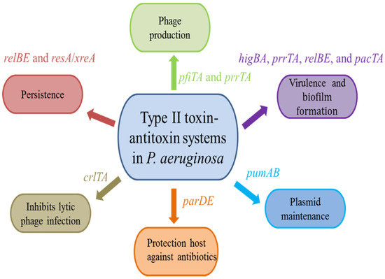 Type II Toxin–Antitoxin Systems in Pseudomonas aeruginosa