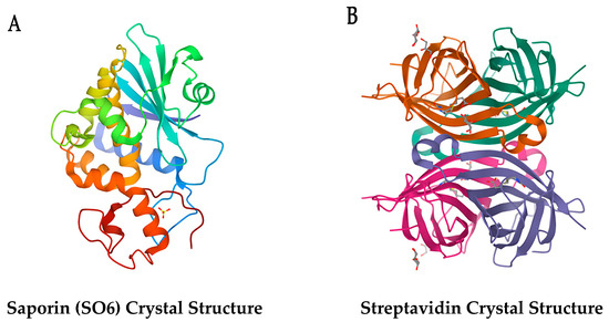Streptavidin-Saporin: Converting Biotinylated Materials into Targeted ...