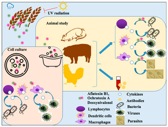 Immunotoxicity of Three Environmental Mycotoxins and Their Risks of ...