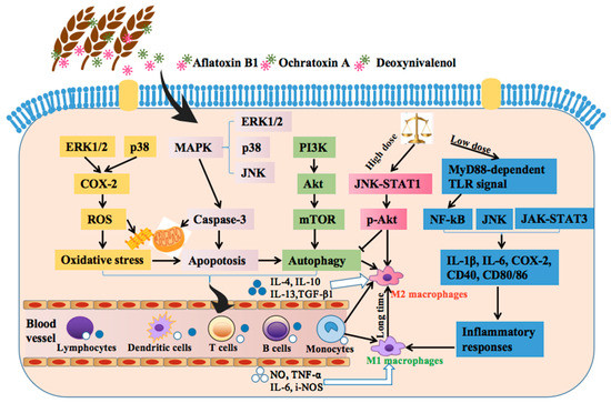 Immunotoxicity of Three Environmental Mycotoxins and Their Risks of ...