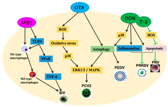 Immunotoxicity of Three Environmental Mycotoxins and Their Risks of ...