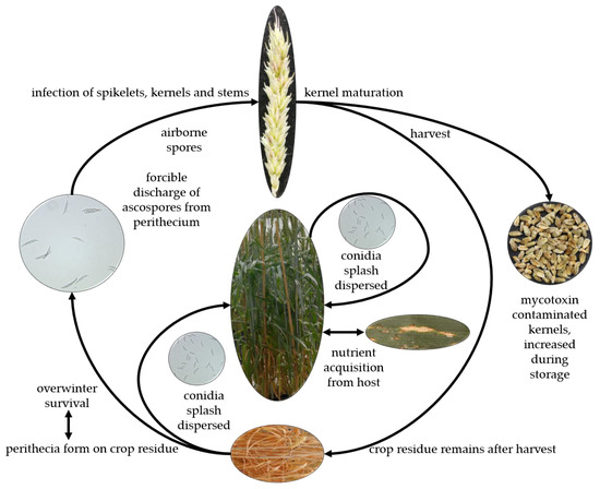 Fusarium Head Blight on Wheat: Biology, Modern Detection and Diagnosis ...