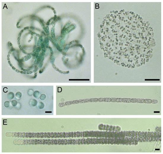 Water Quality, Toxicity and Diversity of Planktonic and Benthic ...