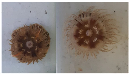 Acontia, a Specialised Defensive Structure, Has Low Venom Complexity in ...