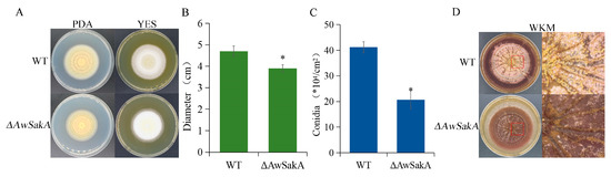 SakA Regulates Morphological Development, Ochratoxin A SakA Regulates Morphological Development, Ochratoxin A