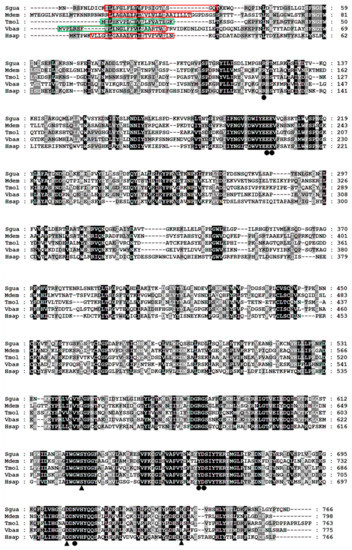 Molecular Characterization and Functional Analysis of the Dipeptidyl ...