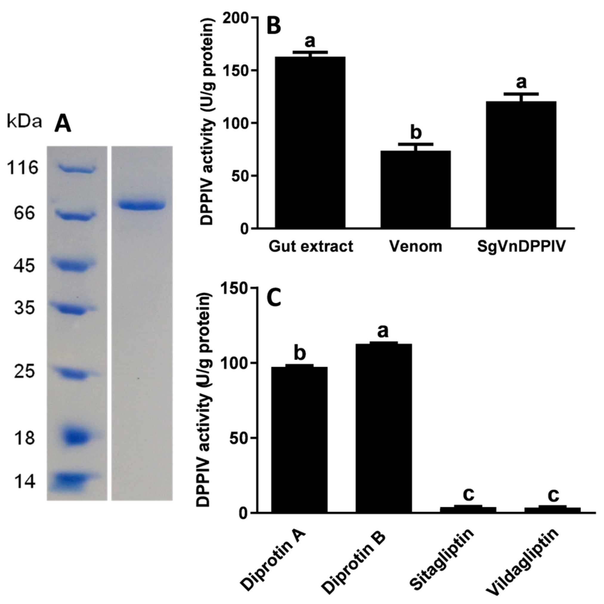 Molecular Characterization and Functional Analysis of the Dipeptidyl ...