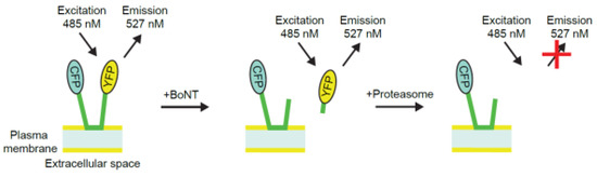 Replacement of the Mouse LD50 Assay for Determination of the Potency of ...