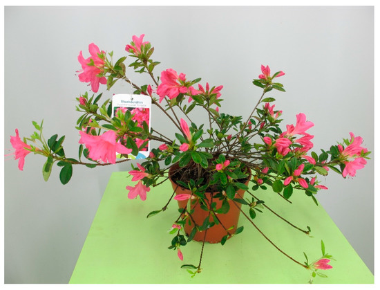 Toxicity of House Plants to Pet Animals