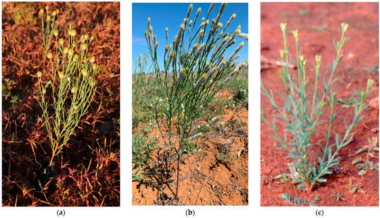 Poisonous Plants of the Genus Pimelea: A Menace for the Australian ...