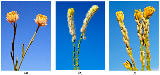 Poisonous Plants of the Genus Pimelea: A Menace for the Australian ...