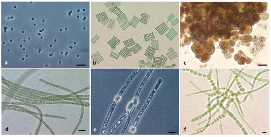 Cyanotoxins and Other Bioactive Compounds from the Pasteur Cultures of ...