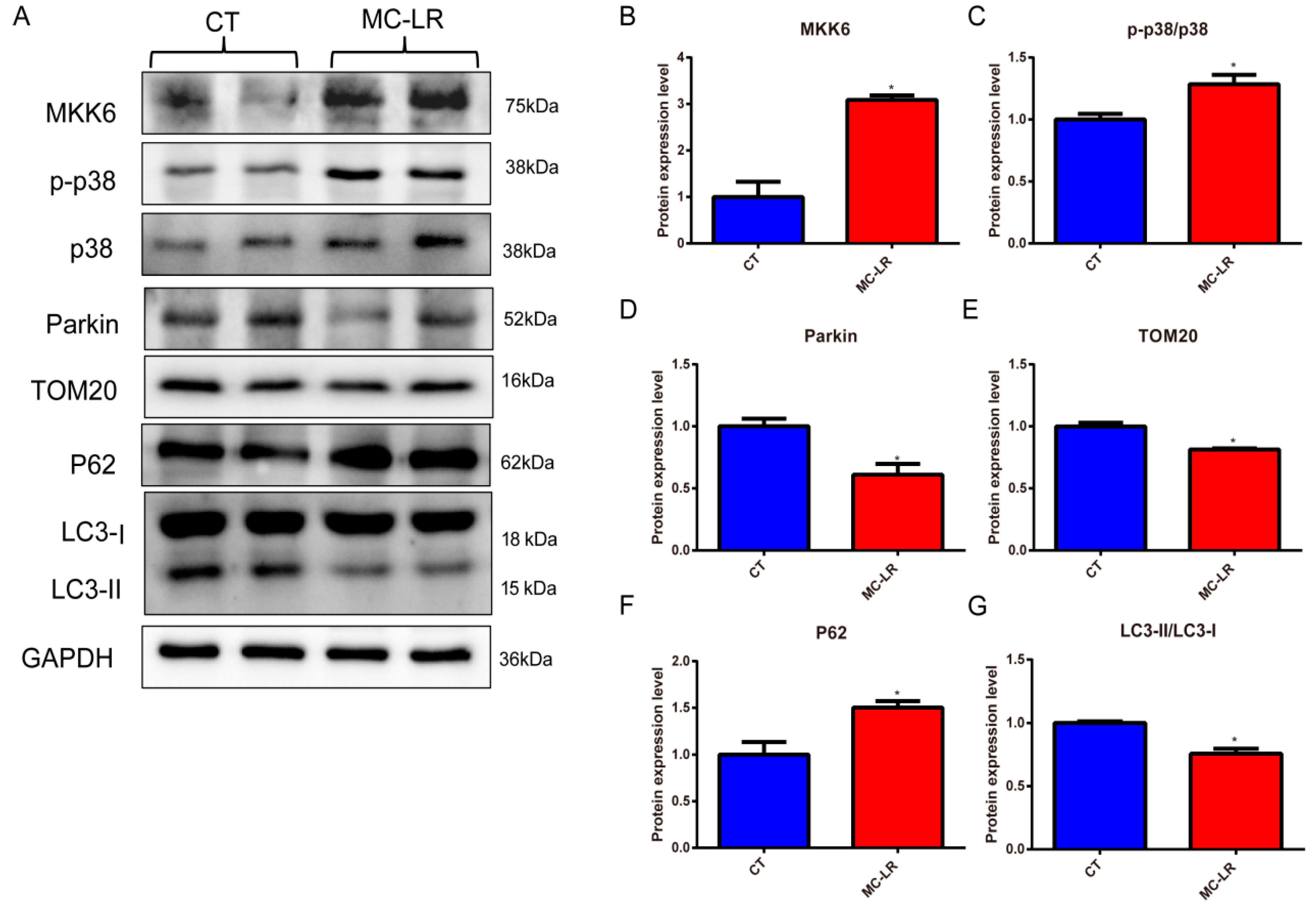 Microcystin-LR-Exposure-Induced Kidney Damage by Inhibiting MKK6-Mediated Mitophagy in Mice