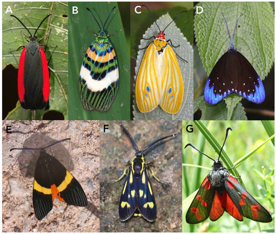 Dietary Challenges for Parasitoid Wasps (Hymenoptera: Ichneumonoidea ...