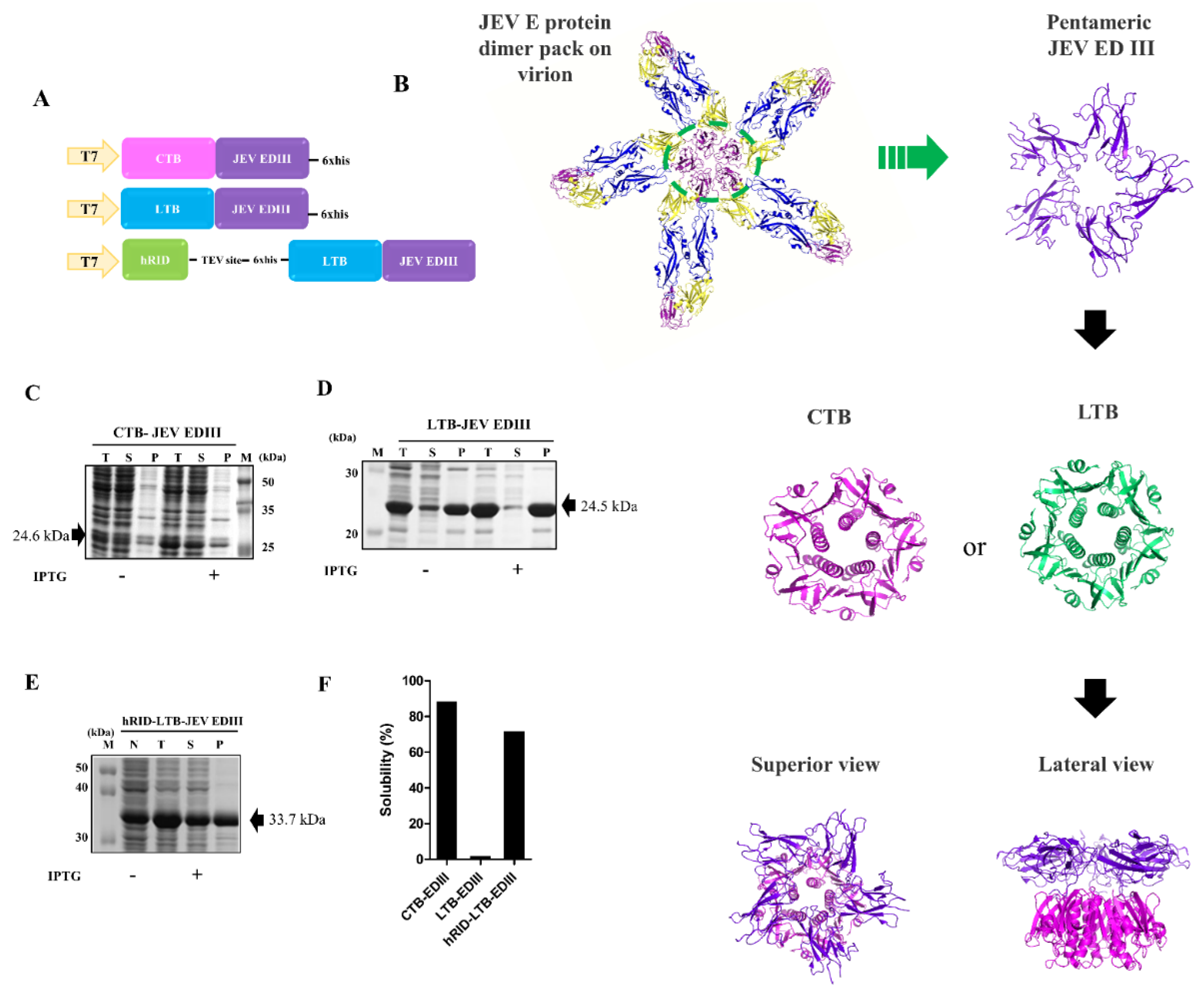 AB5-Type Toxin as a Pentameric Scaffold in Recombinant Vaccines against the Japanese ...
