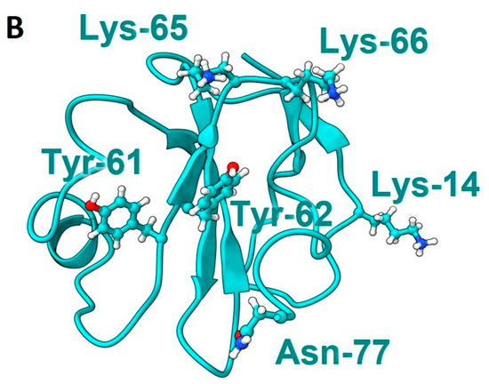Dynamics and Molecular Interactions of GPI-Anchored CD59