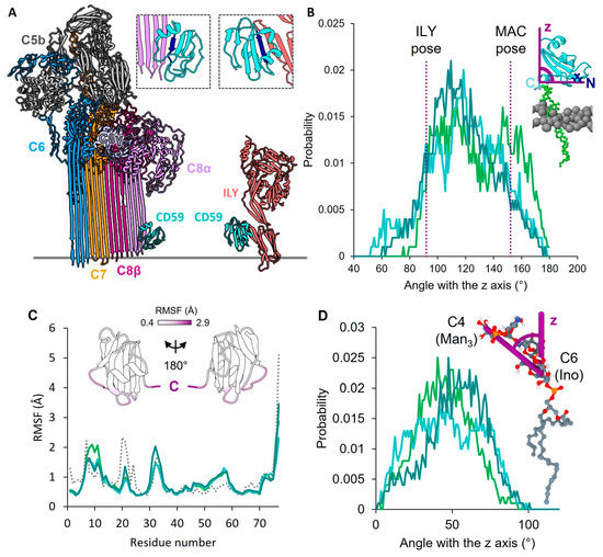 Dynamics and Molecular Interactions of GPI-Anchored CD59