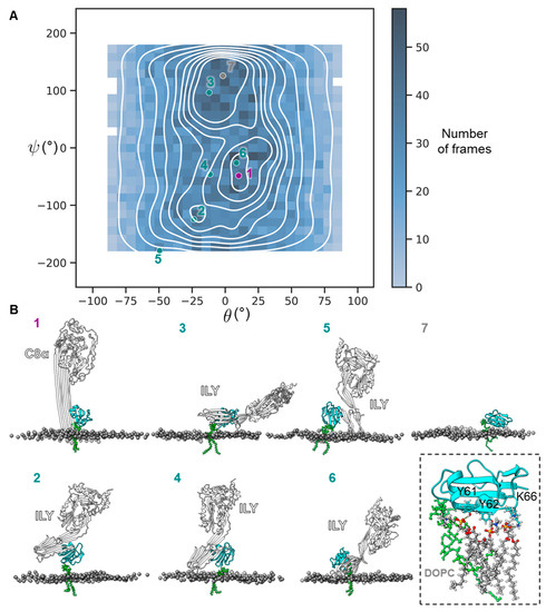 Dynamics and Molecular Interactions of GPI-Anchored CD59