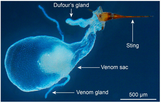 Biological Activities and Ecological Significance of Fire Ant Venom ...
