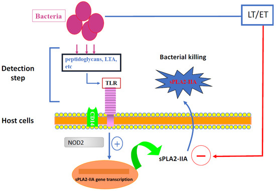 Modulation of Airway Expression of the Host Bactericidal Enzyme, sPLA2 ...