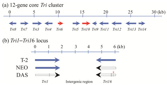 Type A Trichothecene Metabolic Profile Differentiation, Mechanisms ...