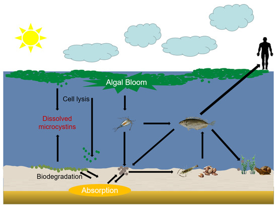 Toxins | Free Full-Text | Transmission of Microcystins in Natural Systems and Resource Processes ...